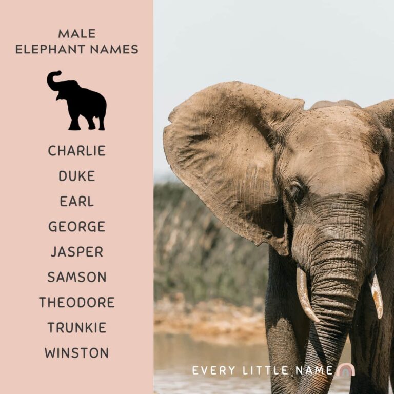 180+ Best Elephant Names (Cute, Funny, and Creative) - Every Little Name